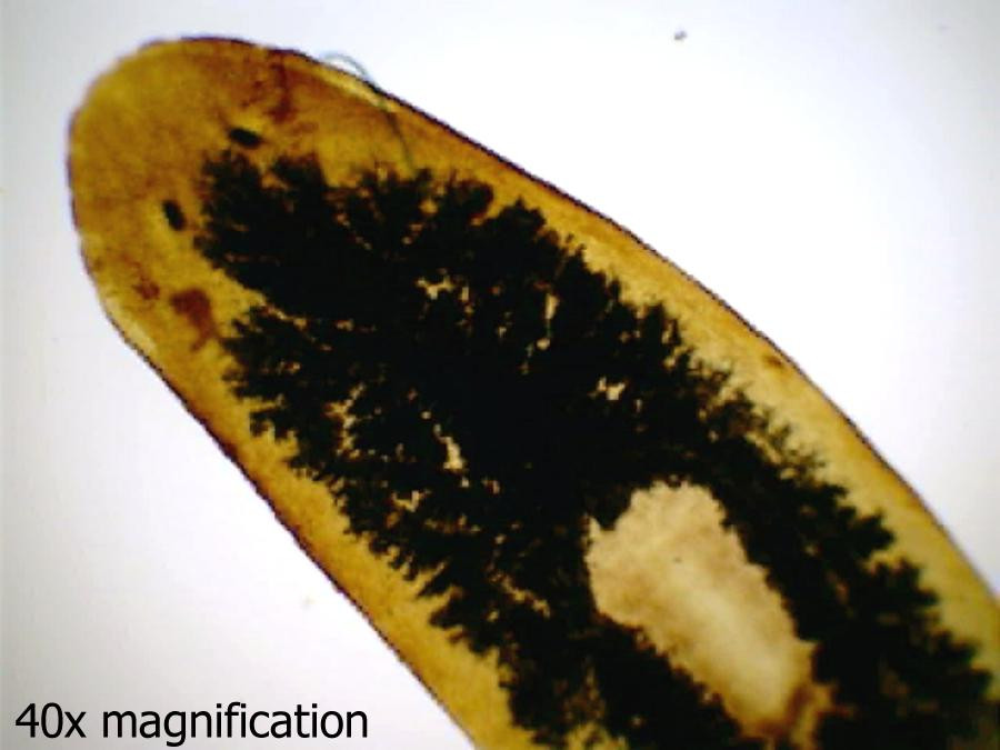 Planaria (Flatworm) Microscope Prepared Slide