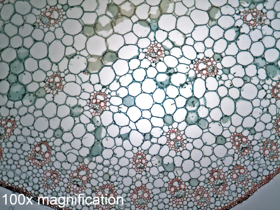Zea Mays (Corn) slide, stem, c.s.
