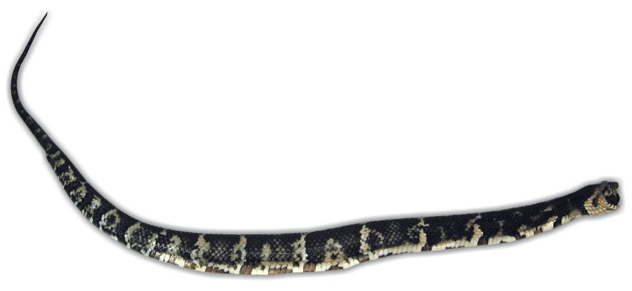 Snake Specimen for Dissection - 8-22" Garter, Water | HST