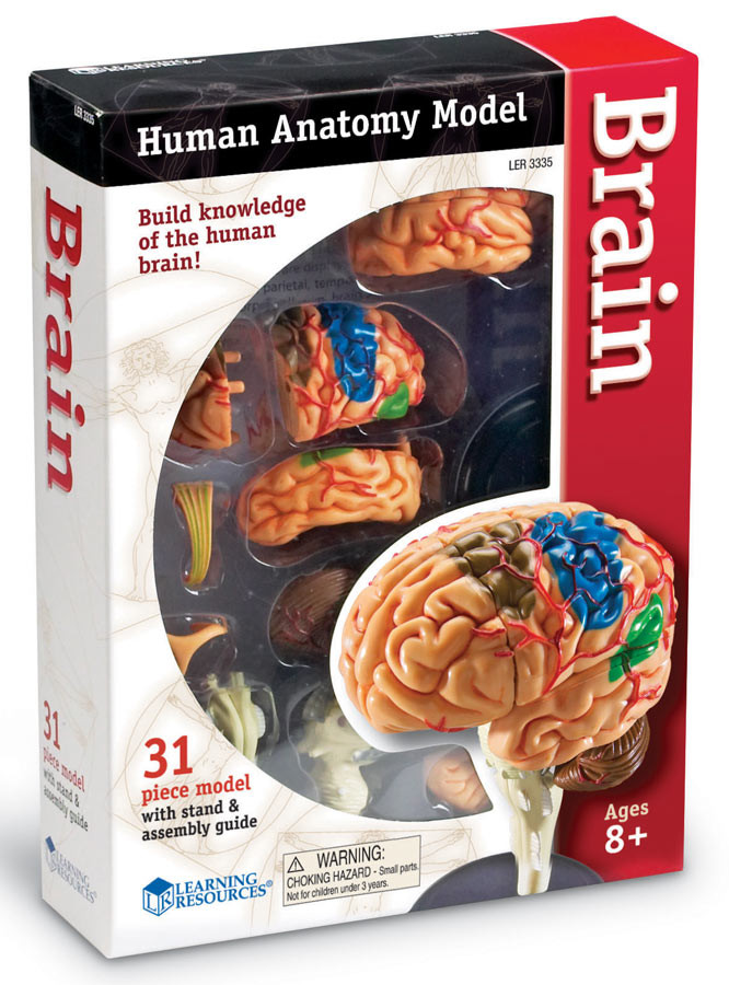 Brain Model, Small | 31 Pieces | Home Science Tools