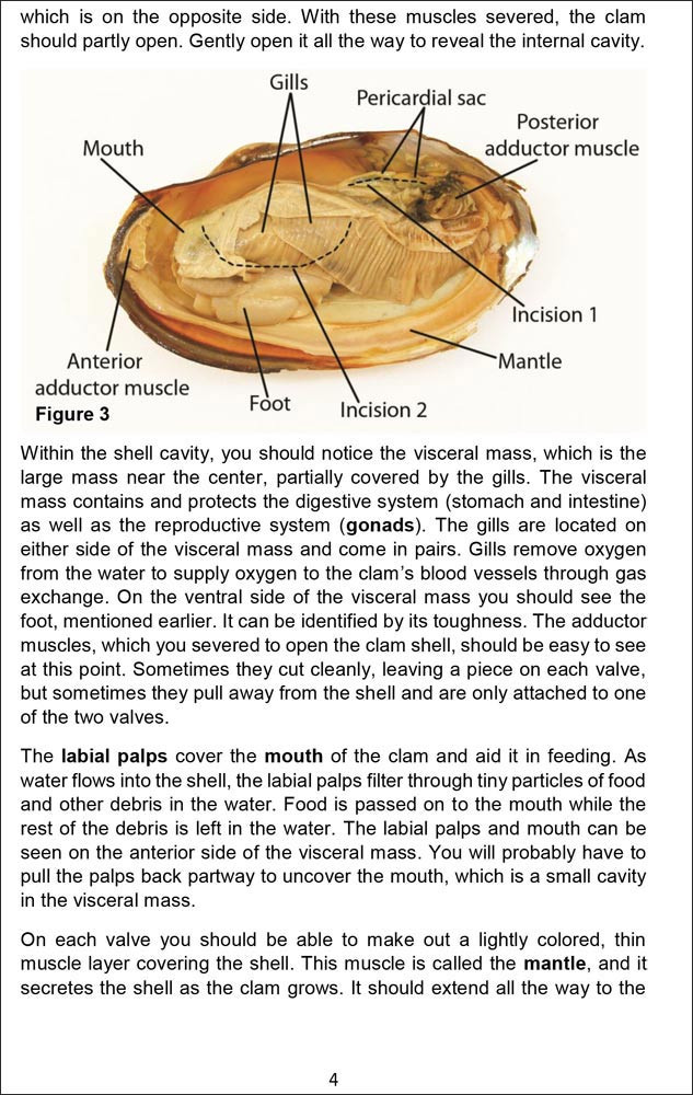 Clam Dissection Guide | Home Science Tools