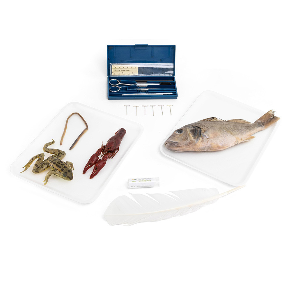 Berean Builders Discovering Design with Biology Dissection Lab Kit