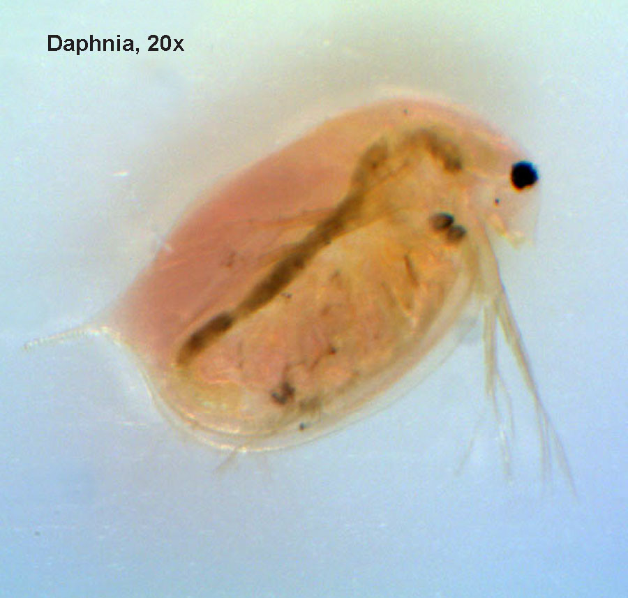 Live Daphnia Culture | 35-40 Daphnia | HST