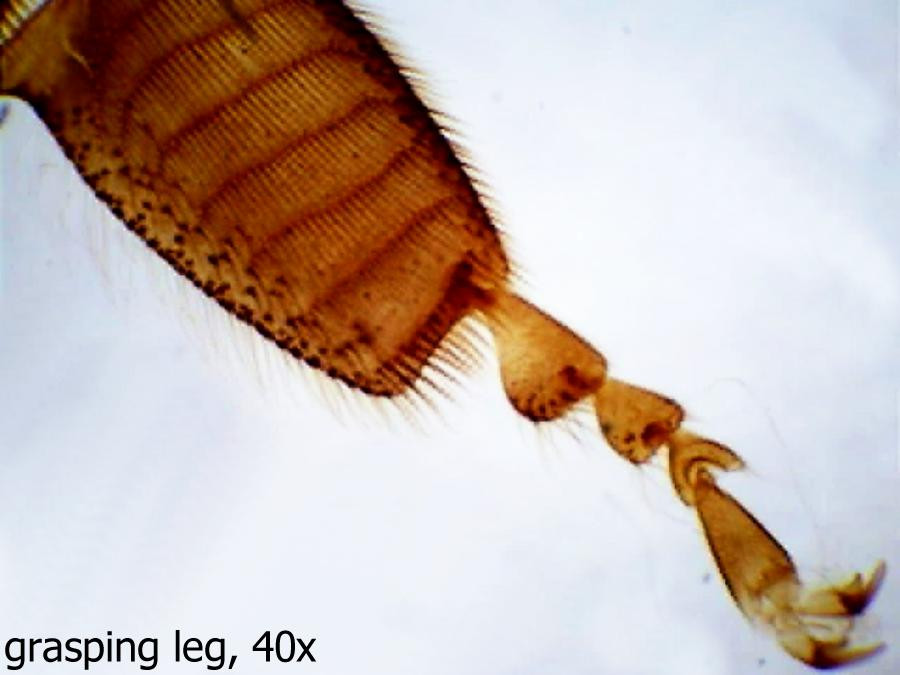 Insect legs slide, four types, w.m.