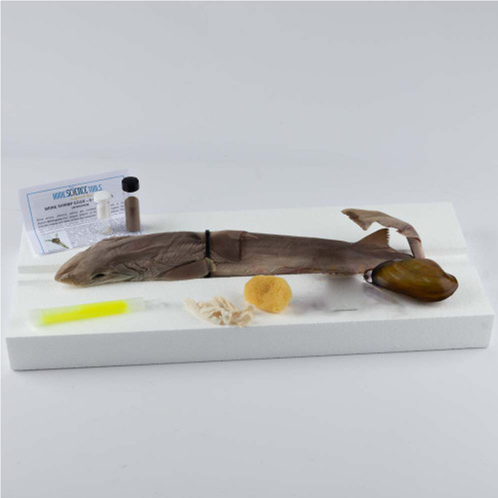 Apologia Marine Biology Dissection Kit