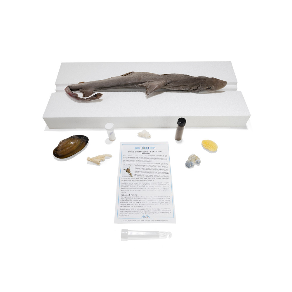 Apologia Marine Biology Dissection Kit