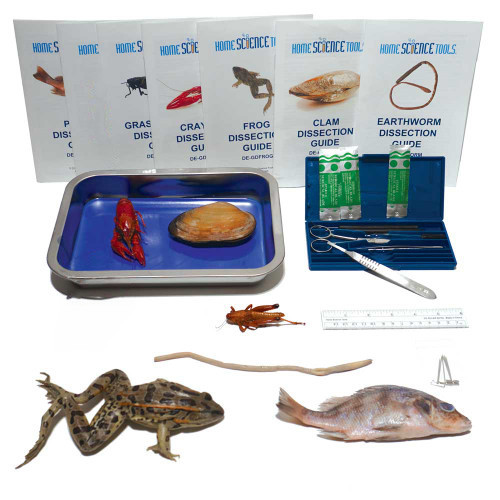 Intermediate Animal Dissection Kit for Students Ages 11+ | HST