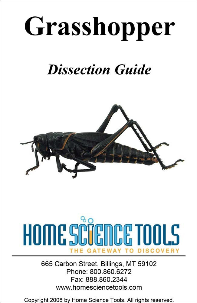 Grasshopper Dissection Instructions Guide