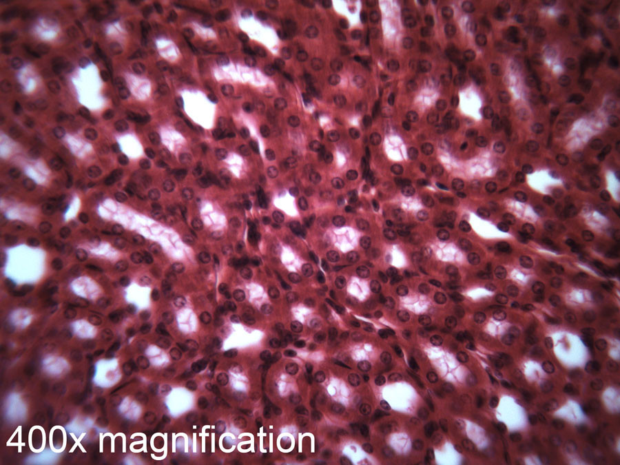 Kidney Slide, section | Home Science Tools