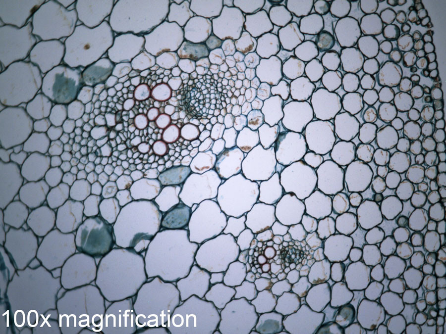 Biology Slide Set - 25 Prepared Microscope Slides for Biology | HST