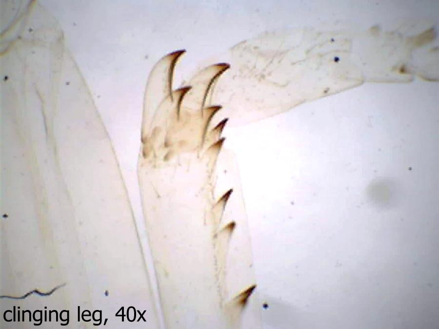 Insect legs slide, four types, w.m.