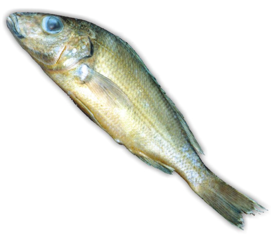 Large 9-12" Perch Dissection Specimen for Fish Anatomy Study