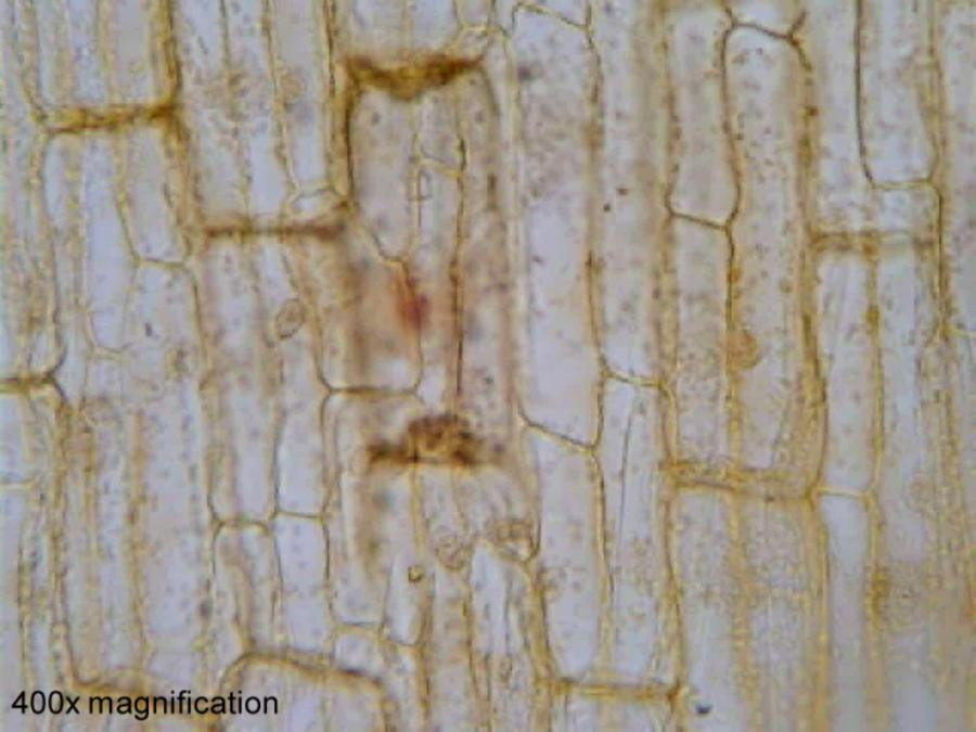 Elodea or Hydrilla slide, leaf, w.m.