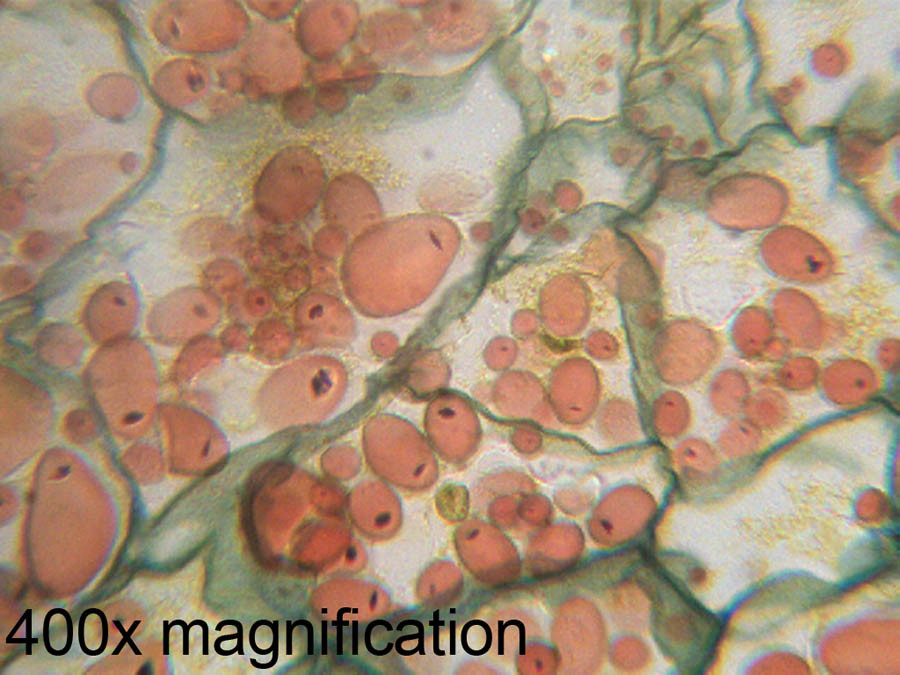 25 Botany Slides for Kids | Home Science Tools