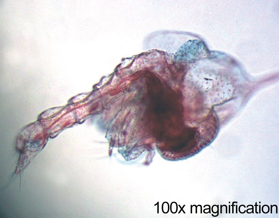 Apologia Marine Biology Microscope Lab Kit