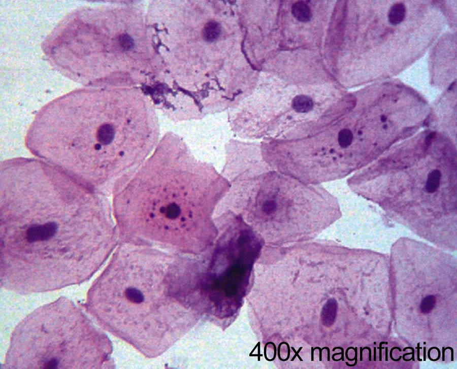 Microscope Slide Collection - General Specimens