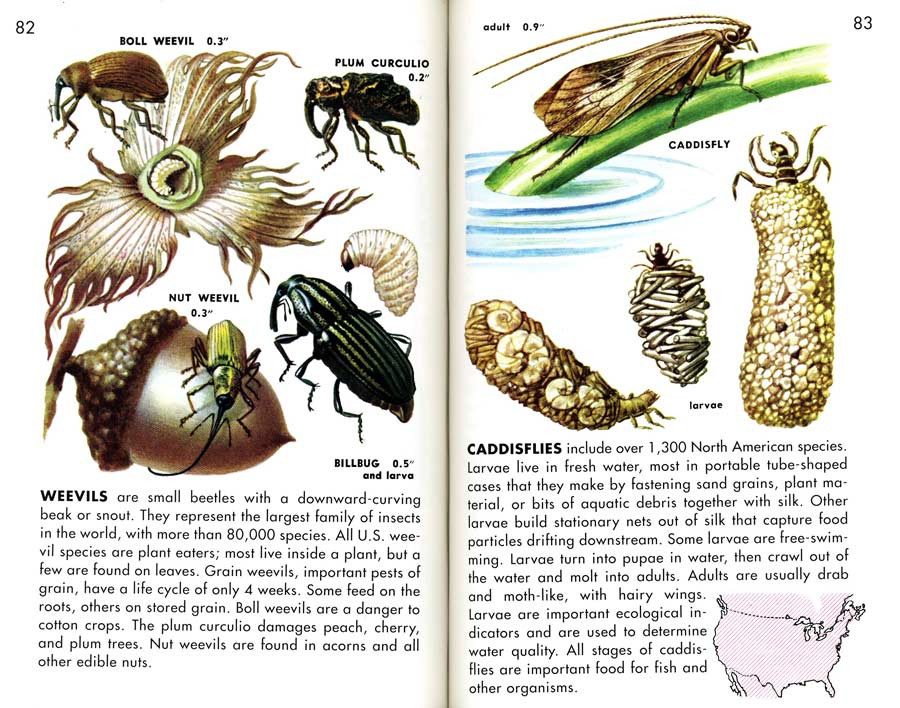 Golden Guide for Identifying Insects
