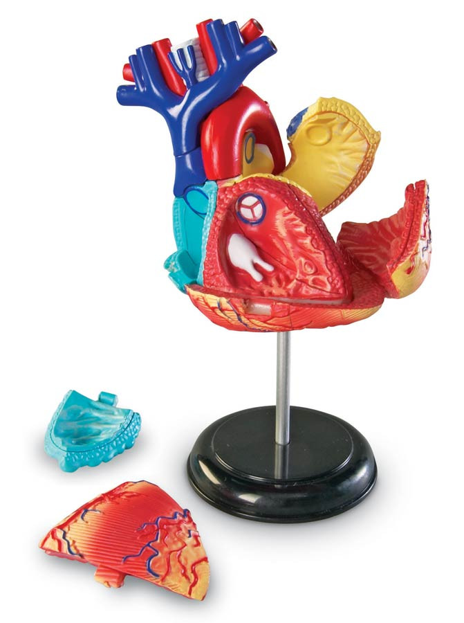 Heart Model, Small | 29-Piece Model | Home Science Tools