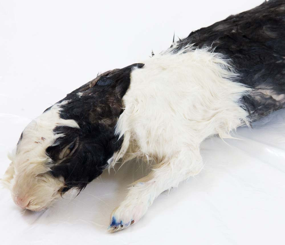 Large Rabbit Dissection Specimen, Double Injected | HST