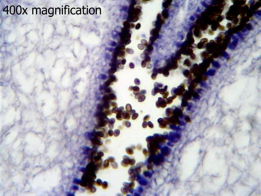 Mushroom Coprinus section prepared slide c.s. l.s.