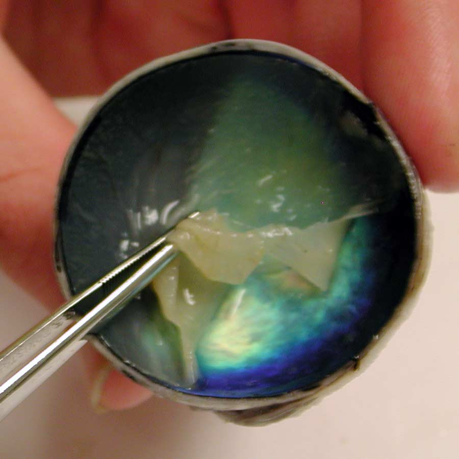 Cow Eye Dissection Kit for Kids Animal Anatomy Labs | HST