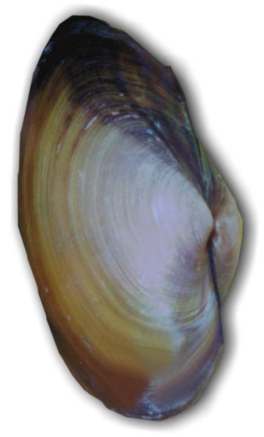 Freshwater Clam Dissection Specimen, 4-5" | Home Science Tools