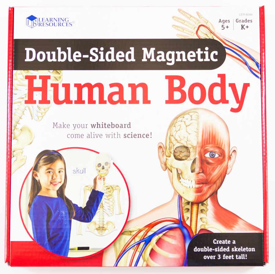Human Body Magnetic Anatomical Model for kids
