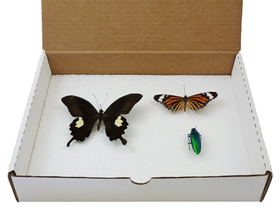 Insect Collection Box | Display Your Bugs in this Basic Insect Box