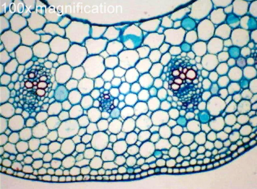 Ranunculus (Buttercup) slide, stem, c.s.