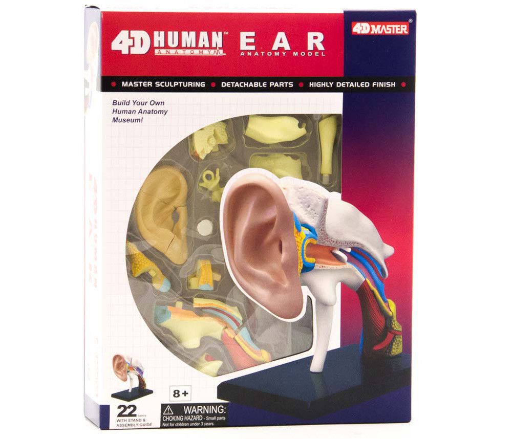 4D Human Anatomy Ear Model