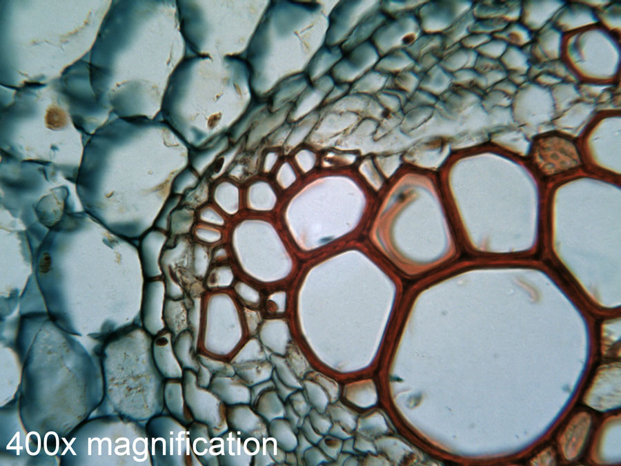 Ranunculus (Buttercup) slide, roots, c.s.