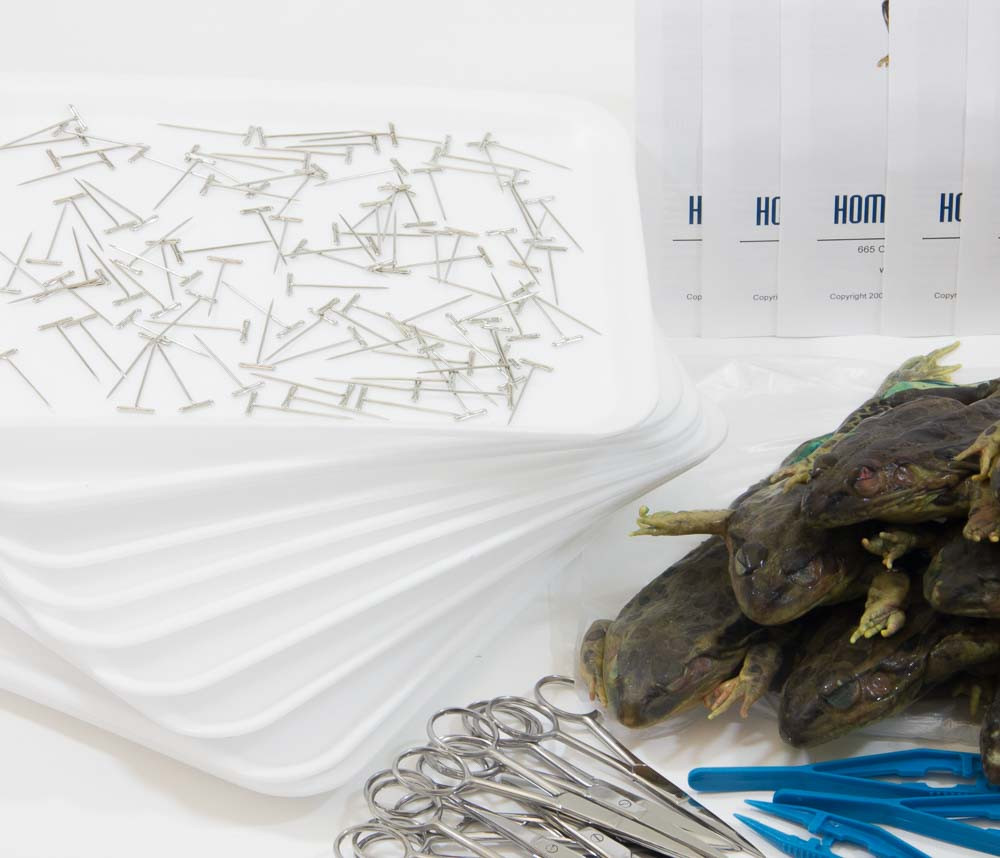 Classroom Frog Dissection Kit for Kids Anatomy Labs | HST