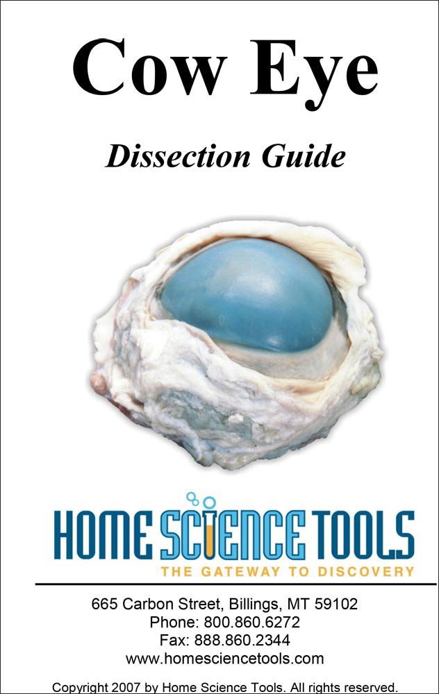 Cow Eye Dissection Guide | Home Science Tools