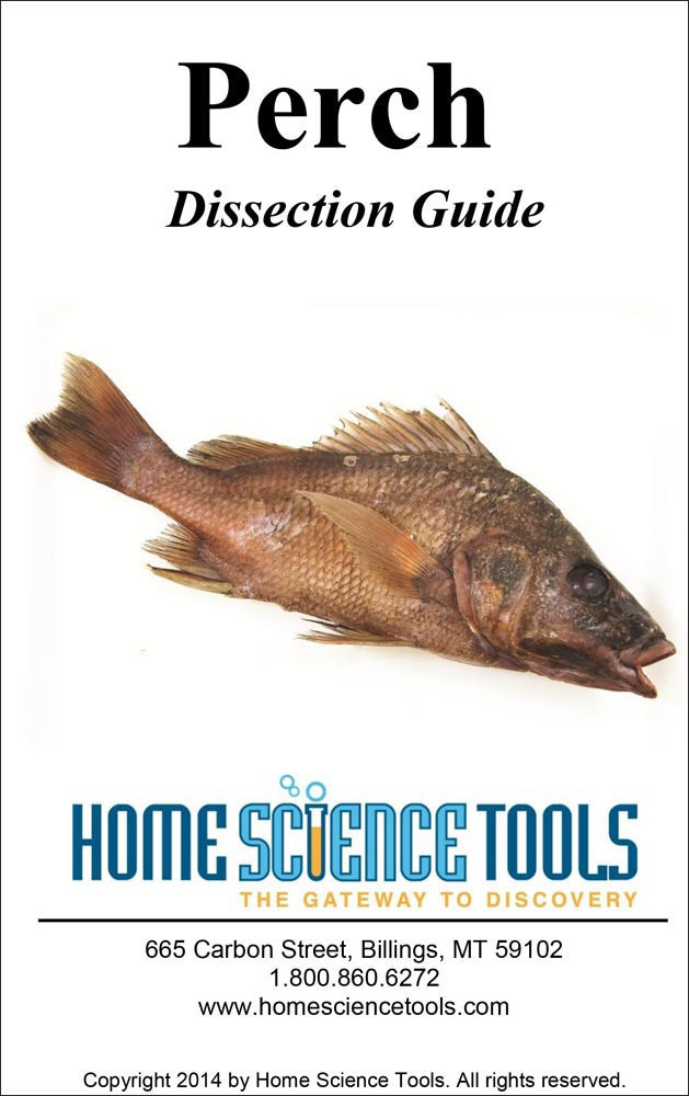Perch Dissection Guide | Home Science Tools