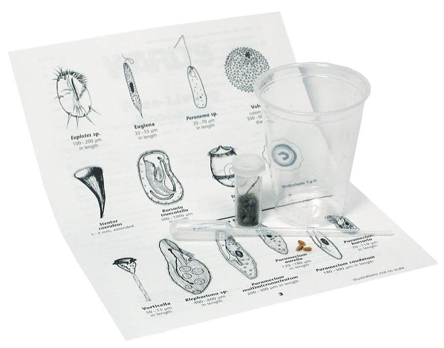 Microscopic Life Kit with Slides | Home Science Tools