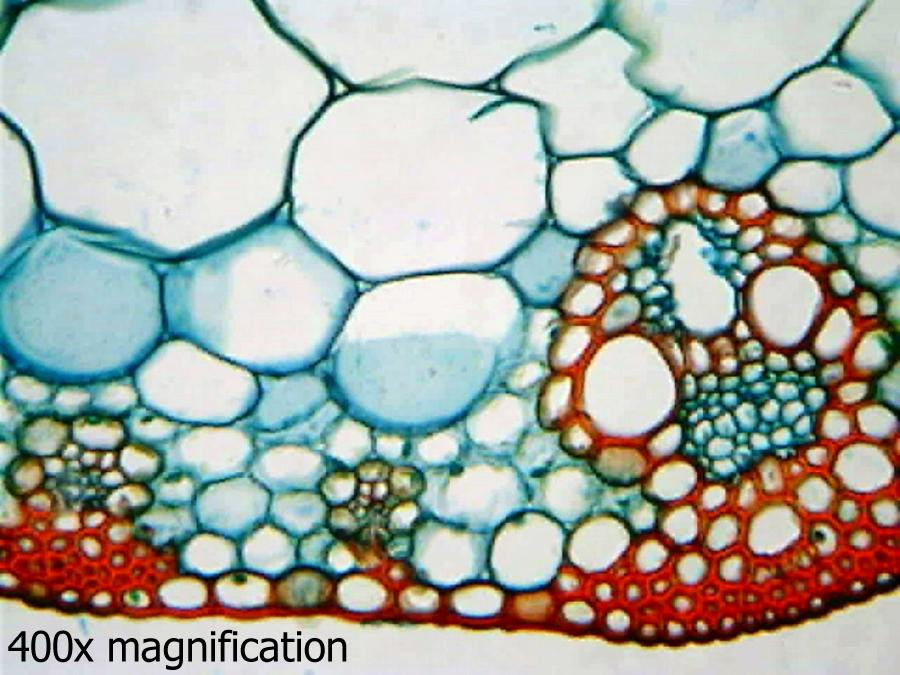 Zea Mays (Corn) slide, leaf, c.s.