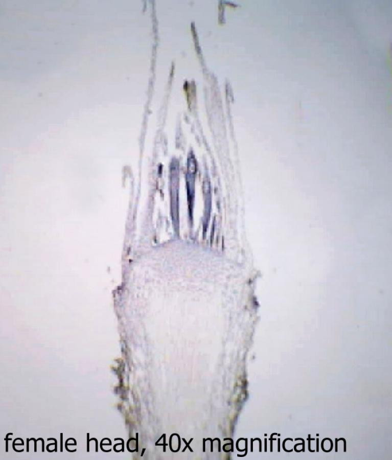 Moss Life History Slide | 4 Specimens | Home Science Tools