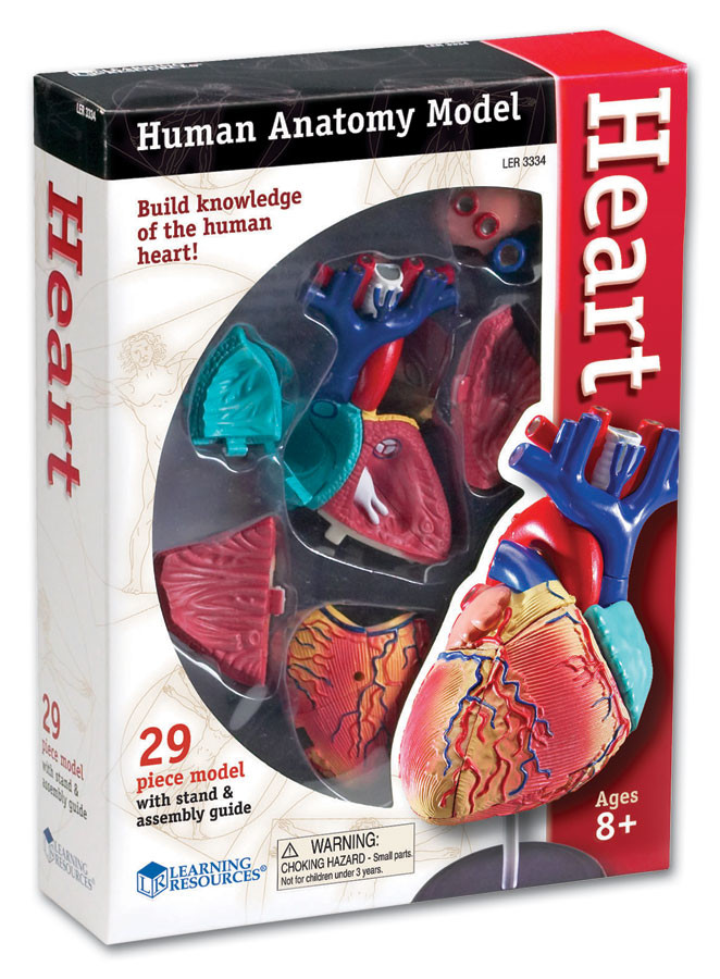 Heart Model, Small | 29-Piece Model | Home Science Tools