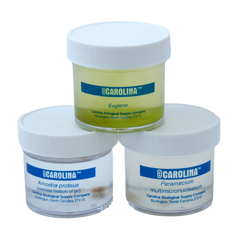 Protozoa Live Culture Set: 3 Types