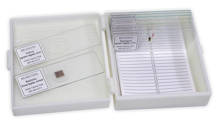 Marine Biology Microscope Slides Set