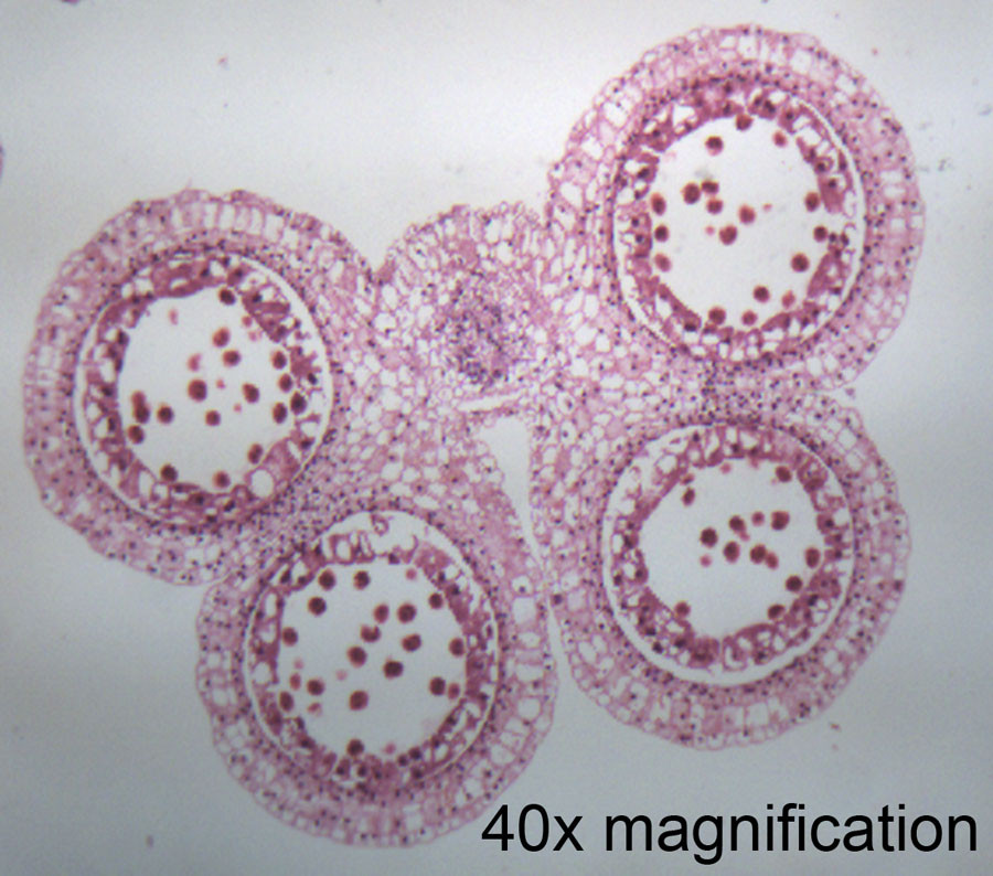 Lilium (Lily) slide, anther meiosis