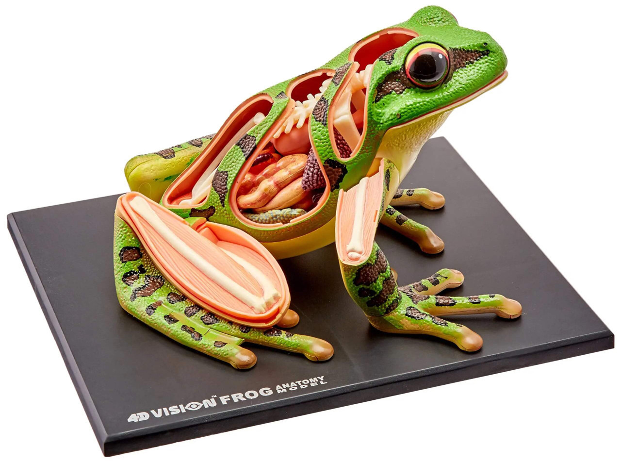 4D Vision Frog Anatomy Model