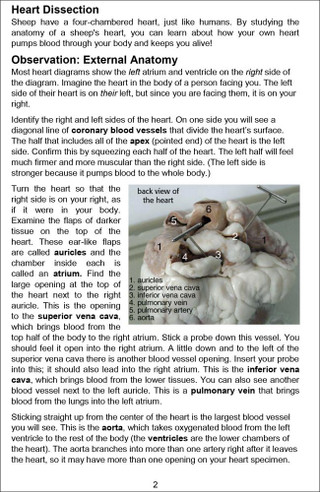 Mammal Heart Dissection Guide | Home Science Tools
