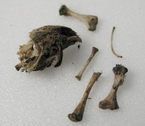 Owl Pellets Bones