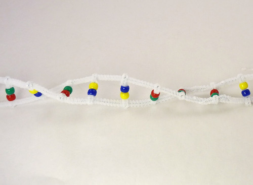 DNA Model Kit, Simple DIY | For Ages 8+ | Home Science Tools
