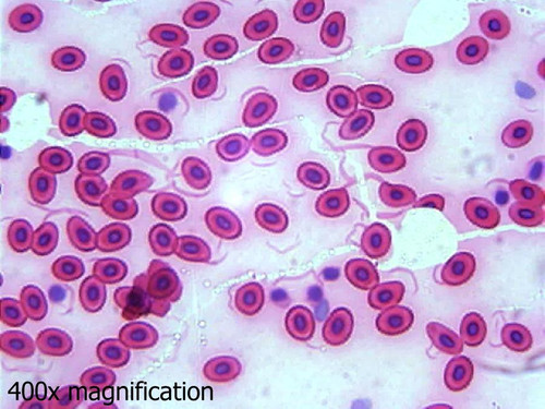 Biology Slide Set - 25 Prepared Microscope Slides for Biology | HST