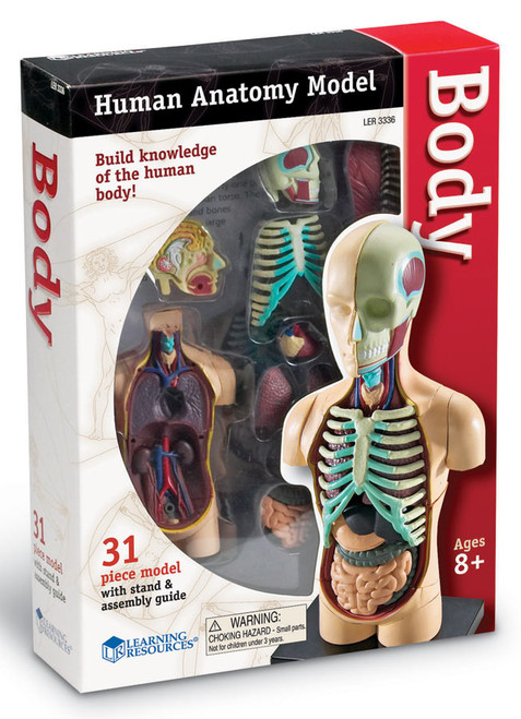 Human Body Model, small