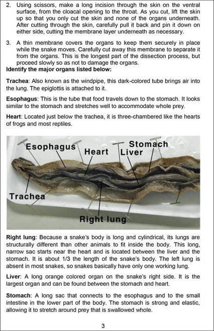 Snake dissection guide