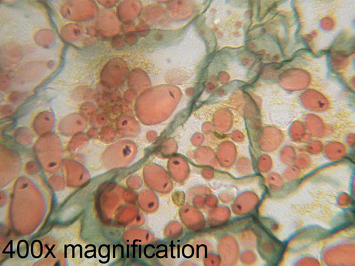 25 Botany Slides for Kids | Home Science Tools