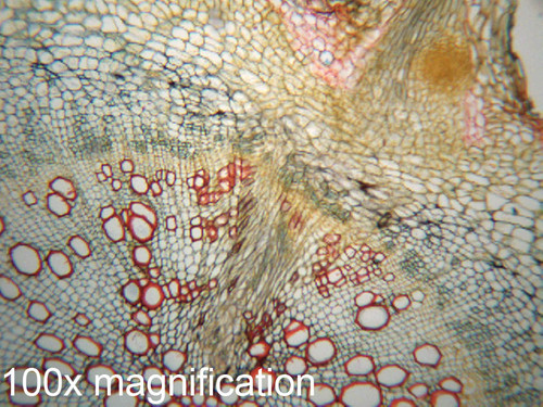 25 Botany Slides for Kids | Home Science Tools